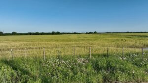 Goodland | New Homes near Mansfield, TX